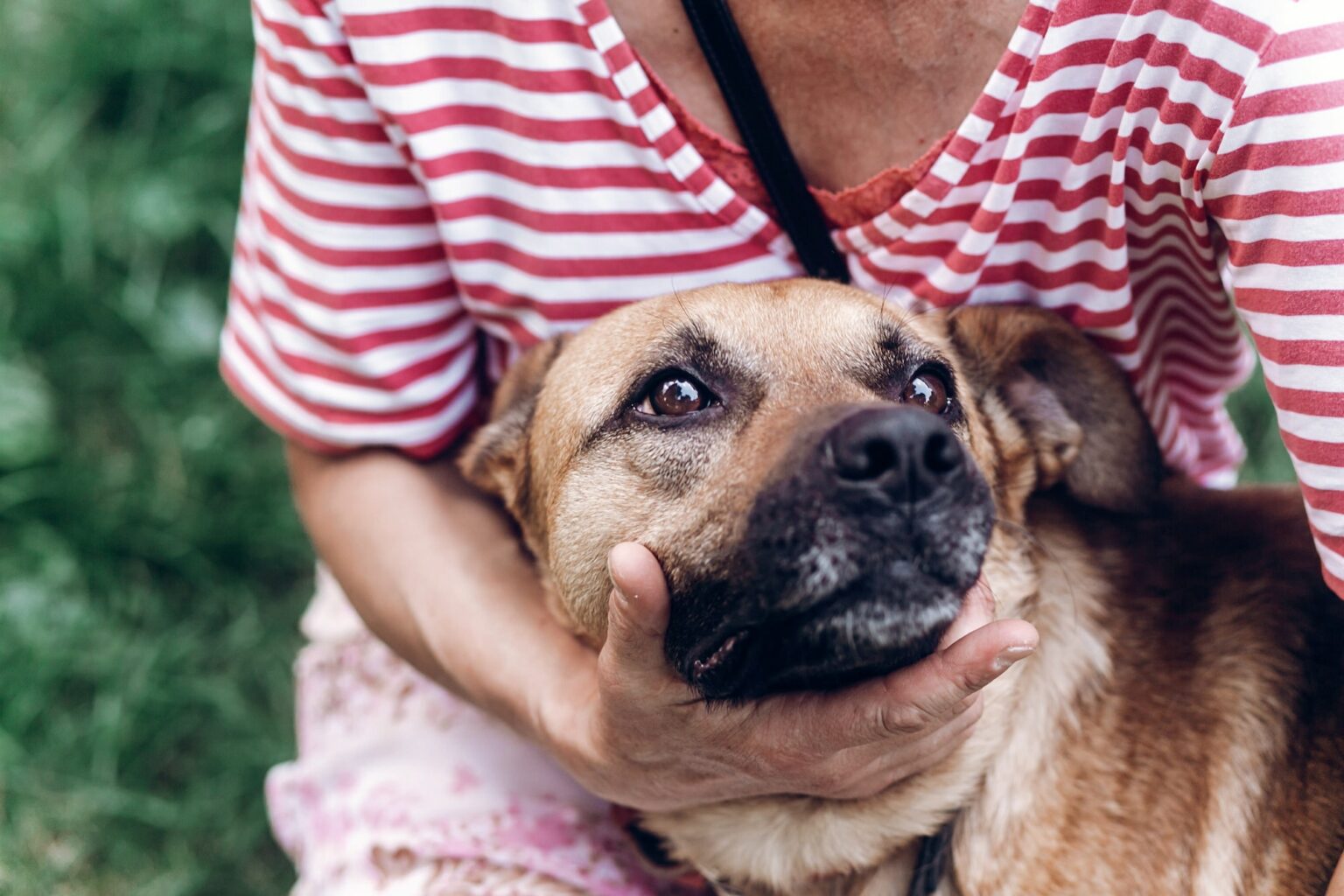 Why You Should Adopt A Shelter Dog - Wounded Paw Project