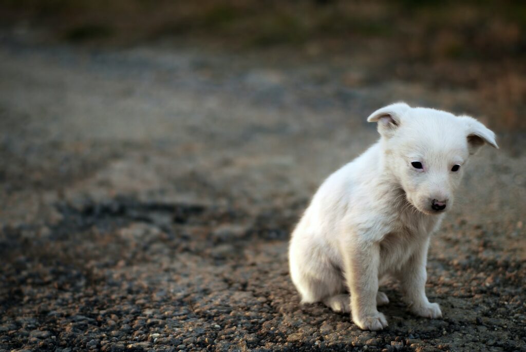Wounded Paw Project - Be the voice for the voiceless - WPP