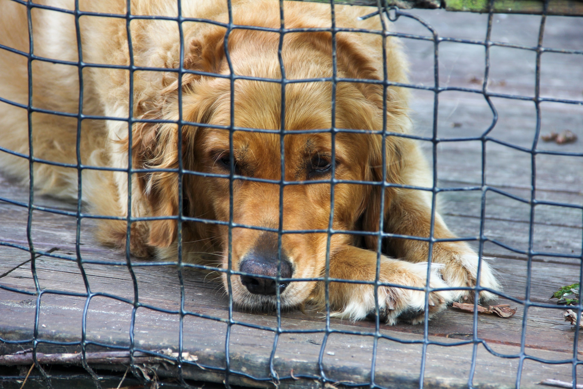 How To Report Animal Cruelty in Your Community - WPP