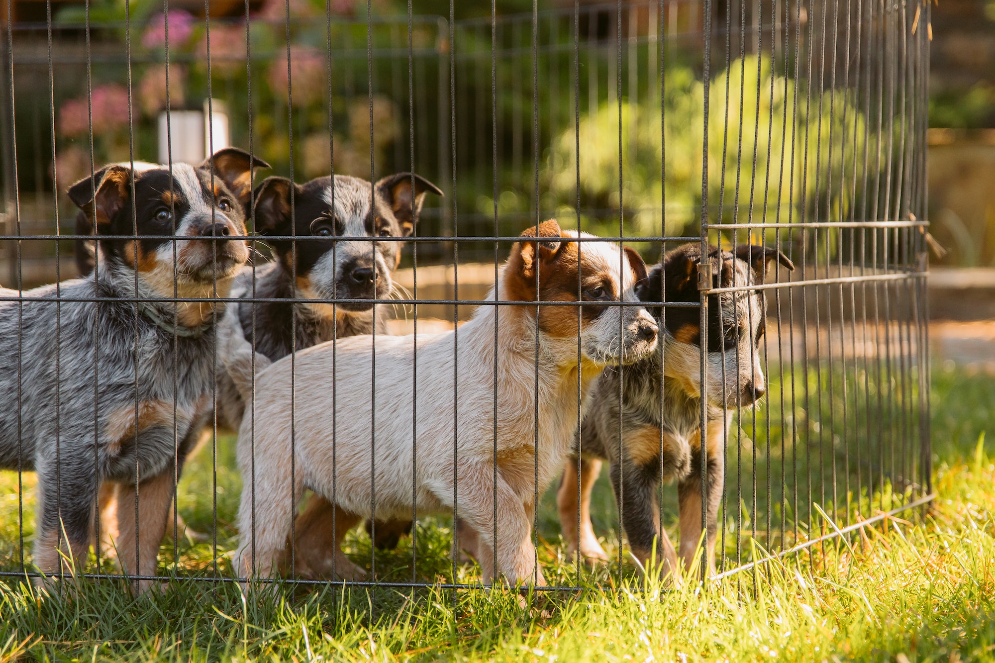 8 Tips for Socializing Your Rescue Dog - Wounded Paw Project