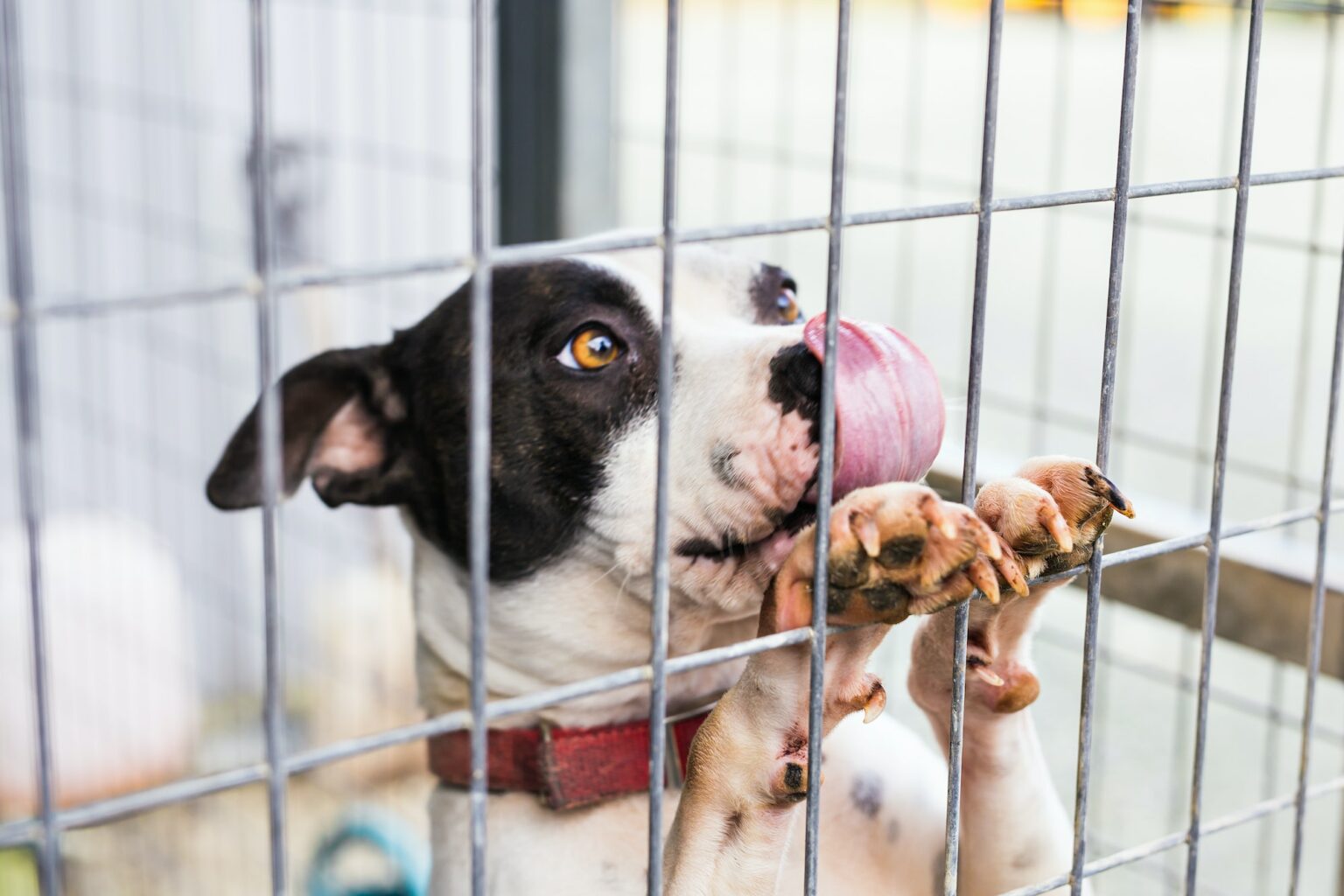 How Pet Abandonment Impacts the Animal - Wounded Paw