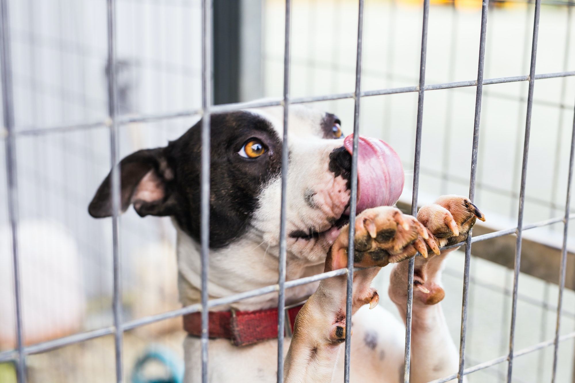 How Pet Abandonment Impacts the Animal - Wounded Paw