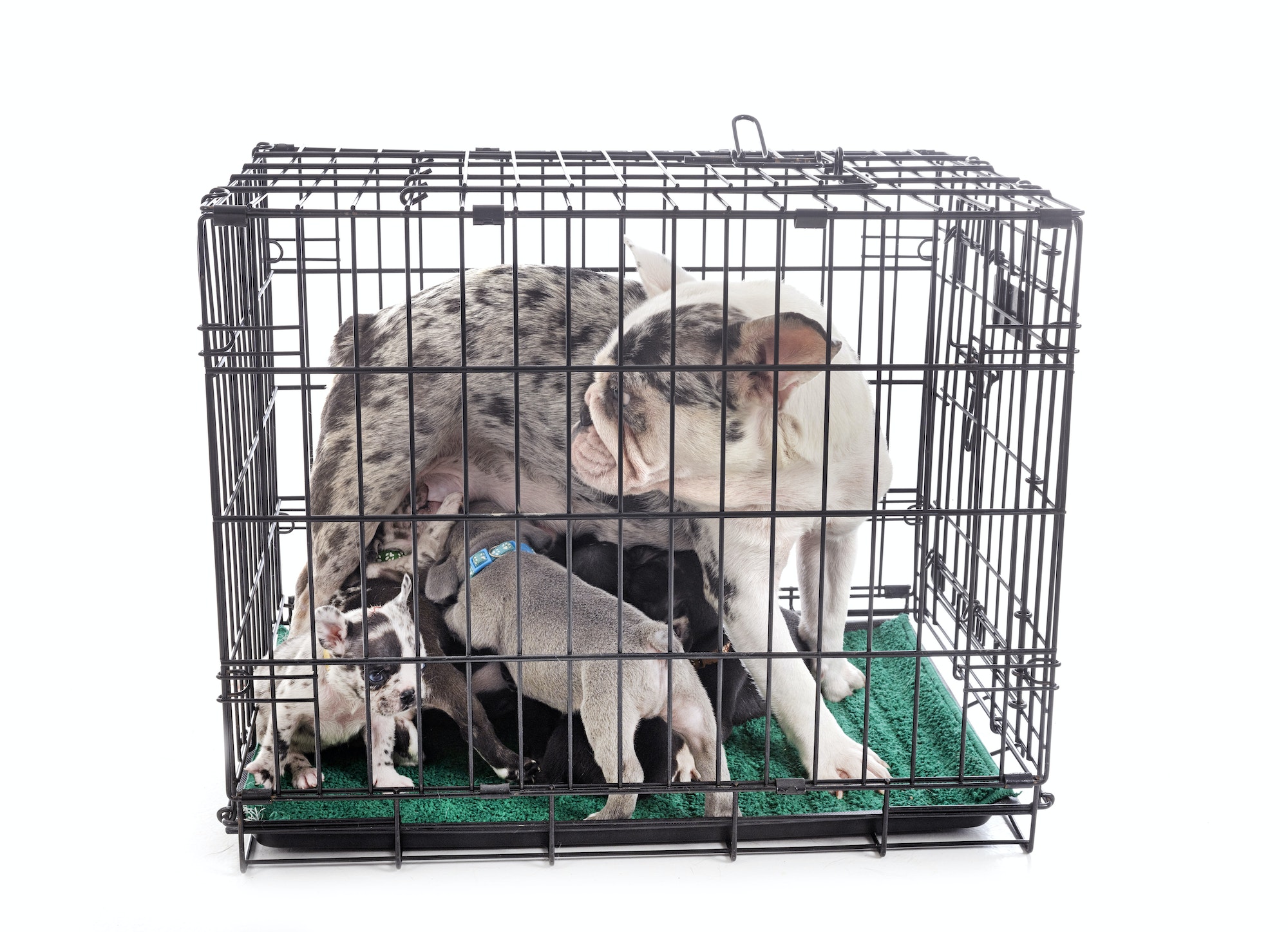 The Dangers of Puppy Mills – WPP