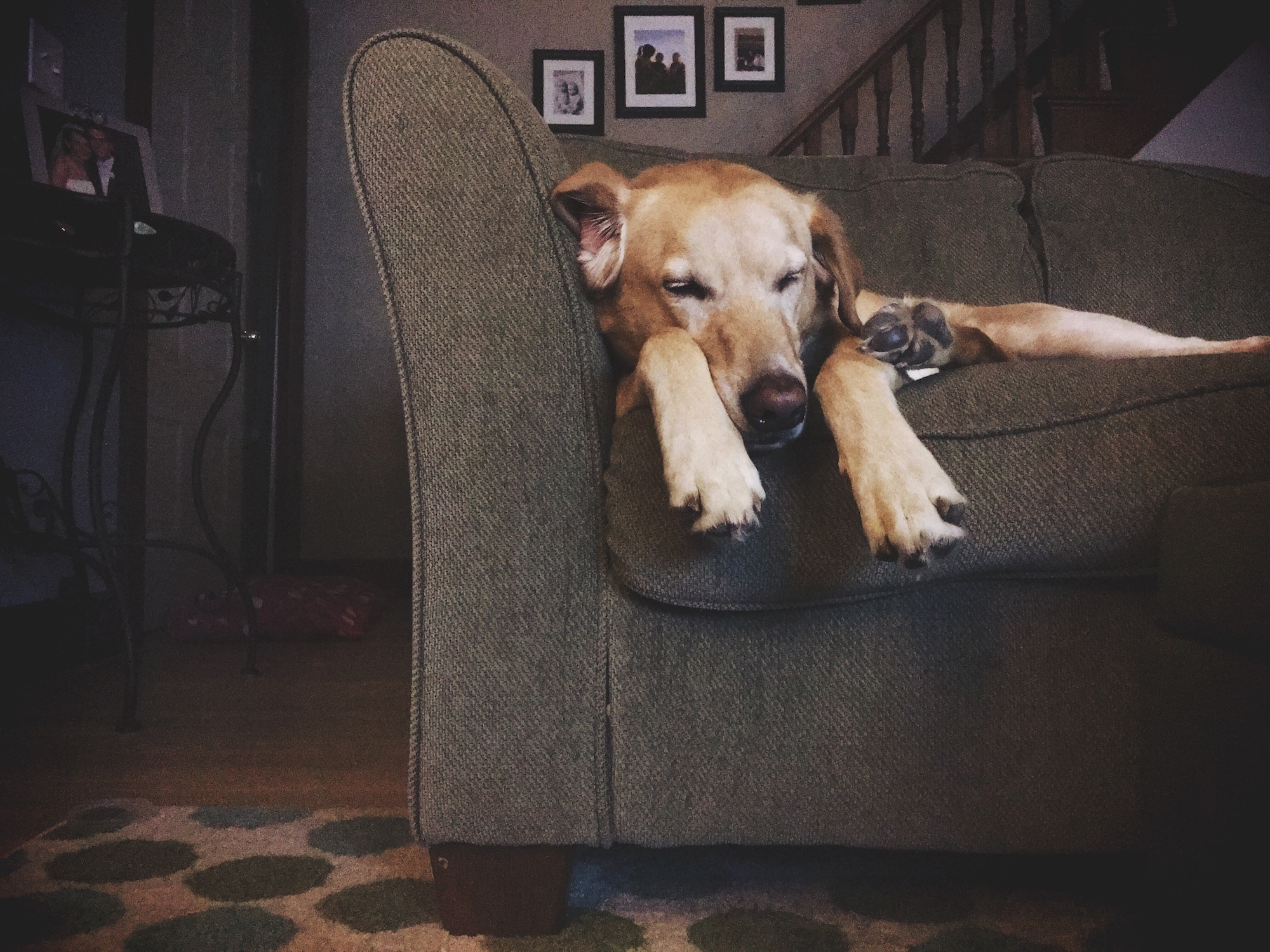 How to Tell if Your Dog Is Sick – WPP