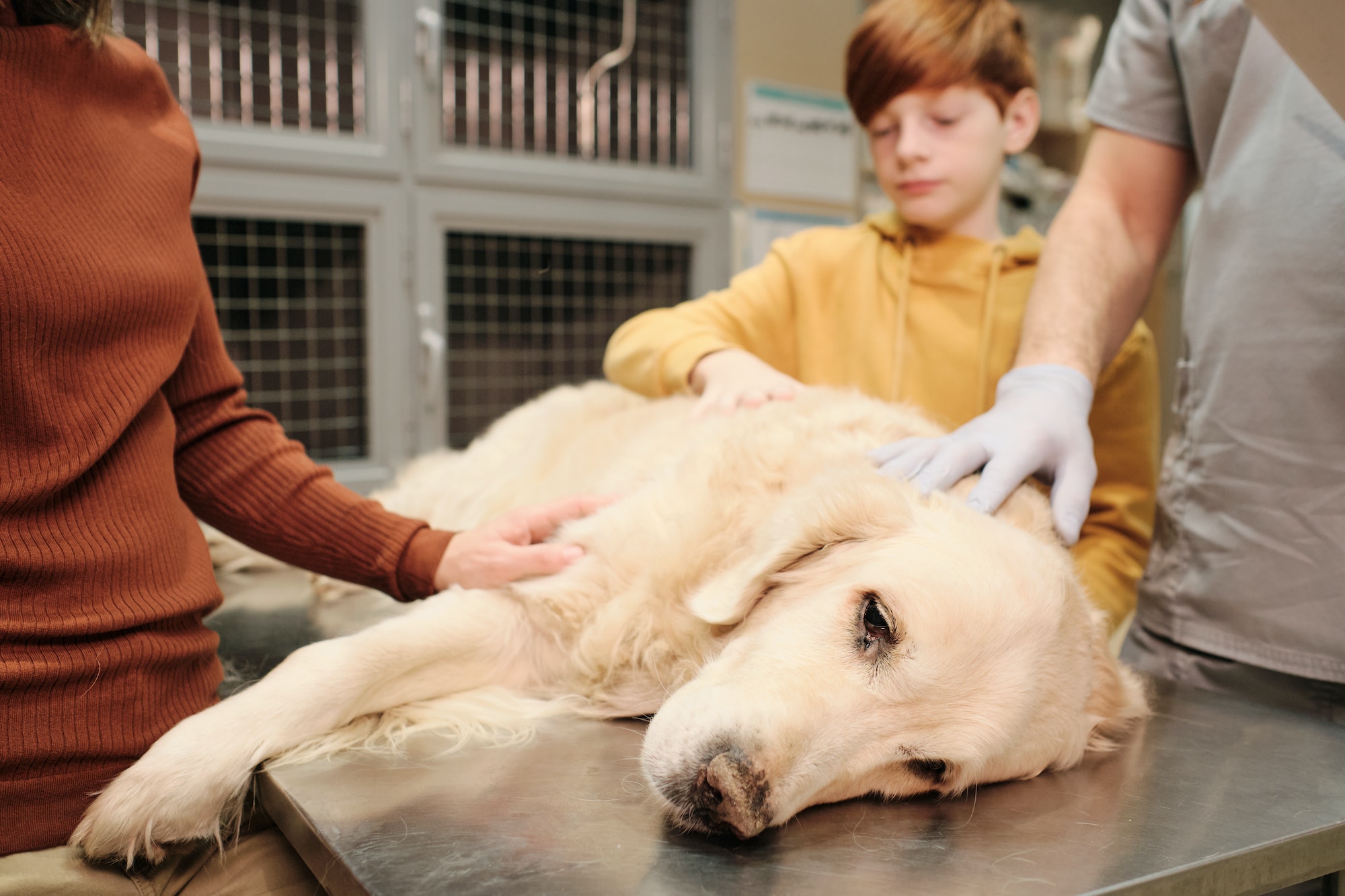 How to Tell if Your Dog Is Sick – WPP