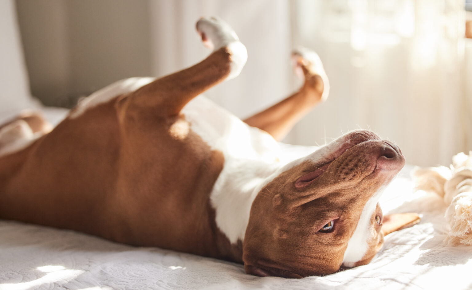 End of Year Giving with Wounded Paw Project - WPP