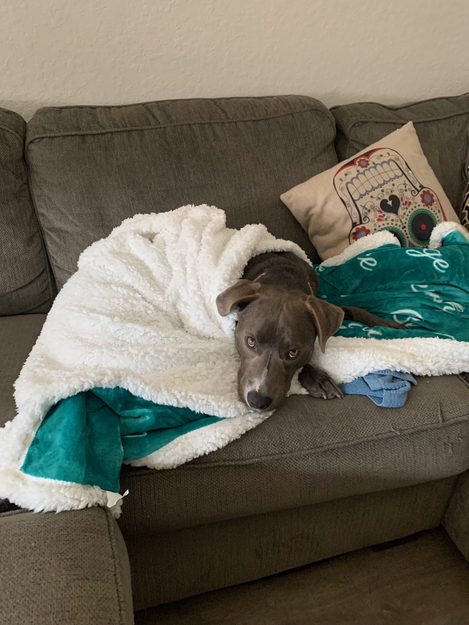 Dogs In Need - Wounded Paw Project