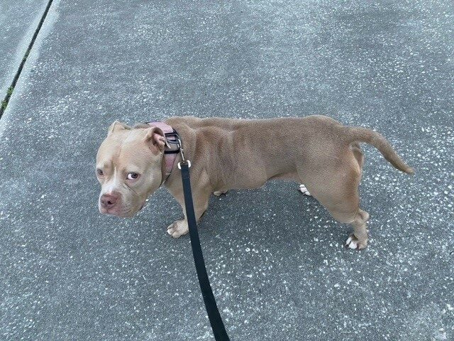 Lucy - Wounded Paw Project - Dogs In Need