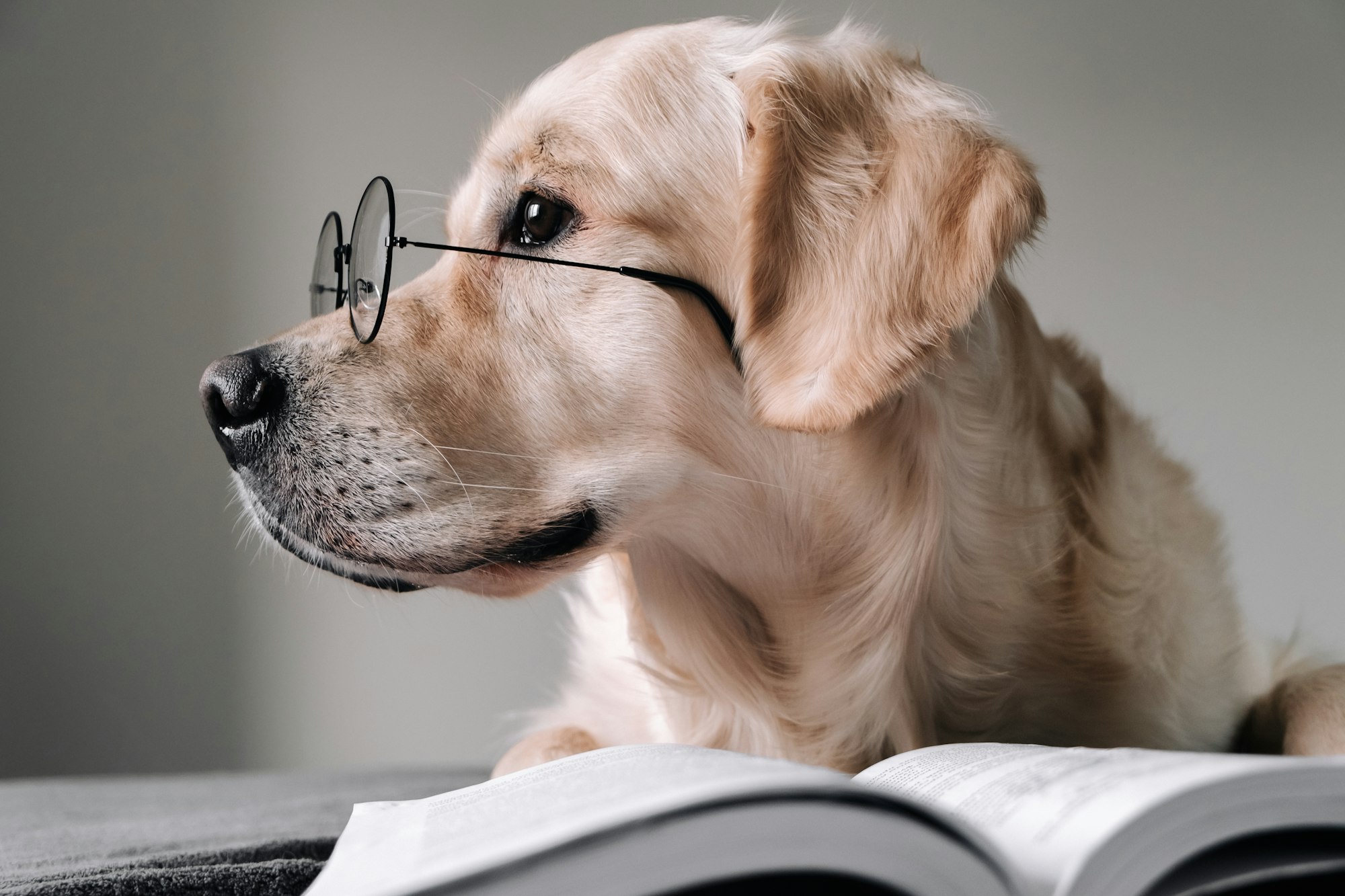Blog - Wounded Paw Project
