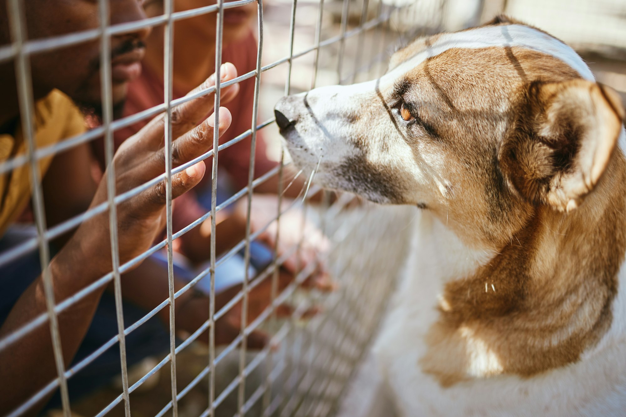 How You Can Help Abandoned Dogs – WPP