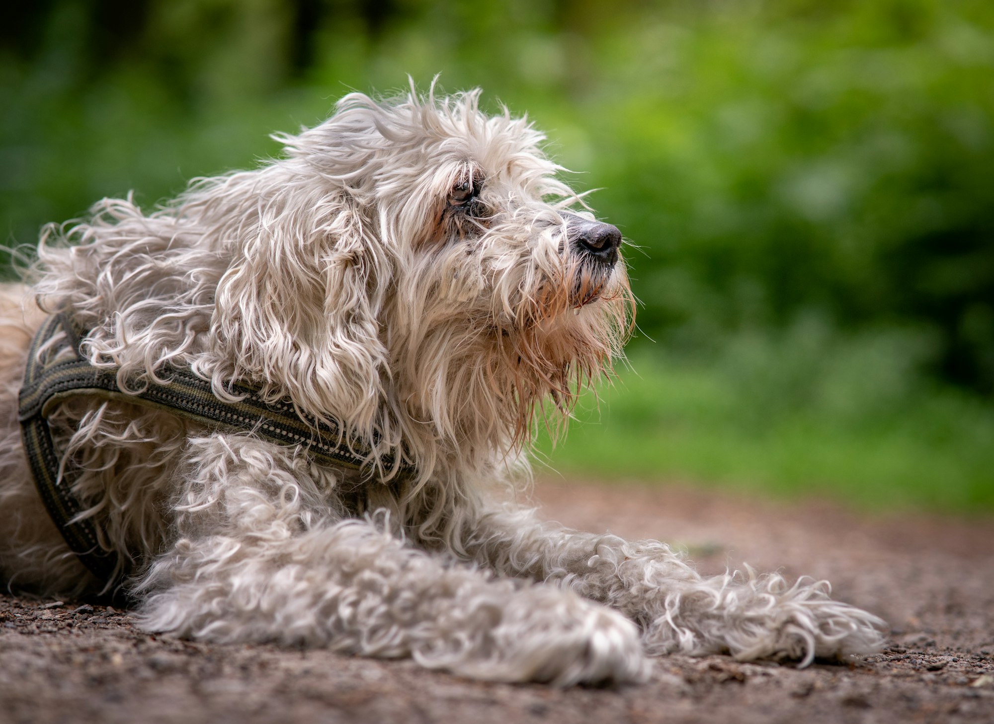 What to Do When You Encounter Stray Dogs - WPP