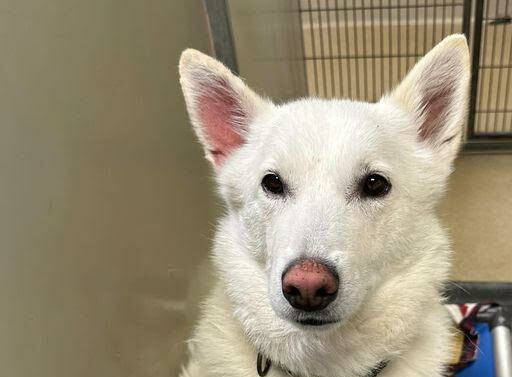 Coco - Wounded Paw Project - Dogs In Need