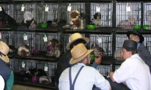 The Amish Community And Their Puppy Mills - WPP