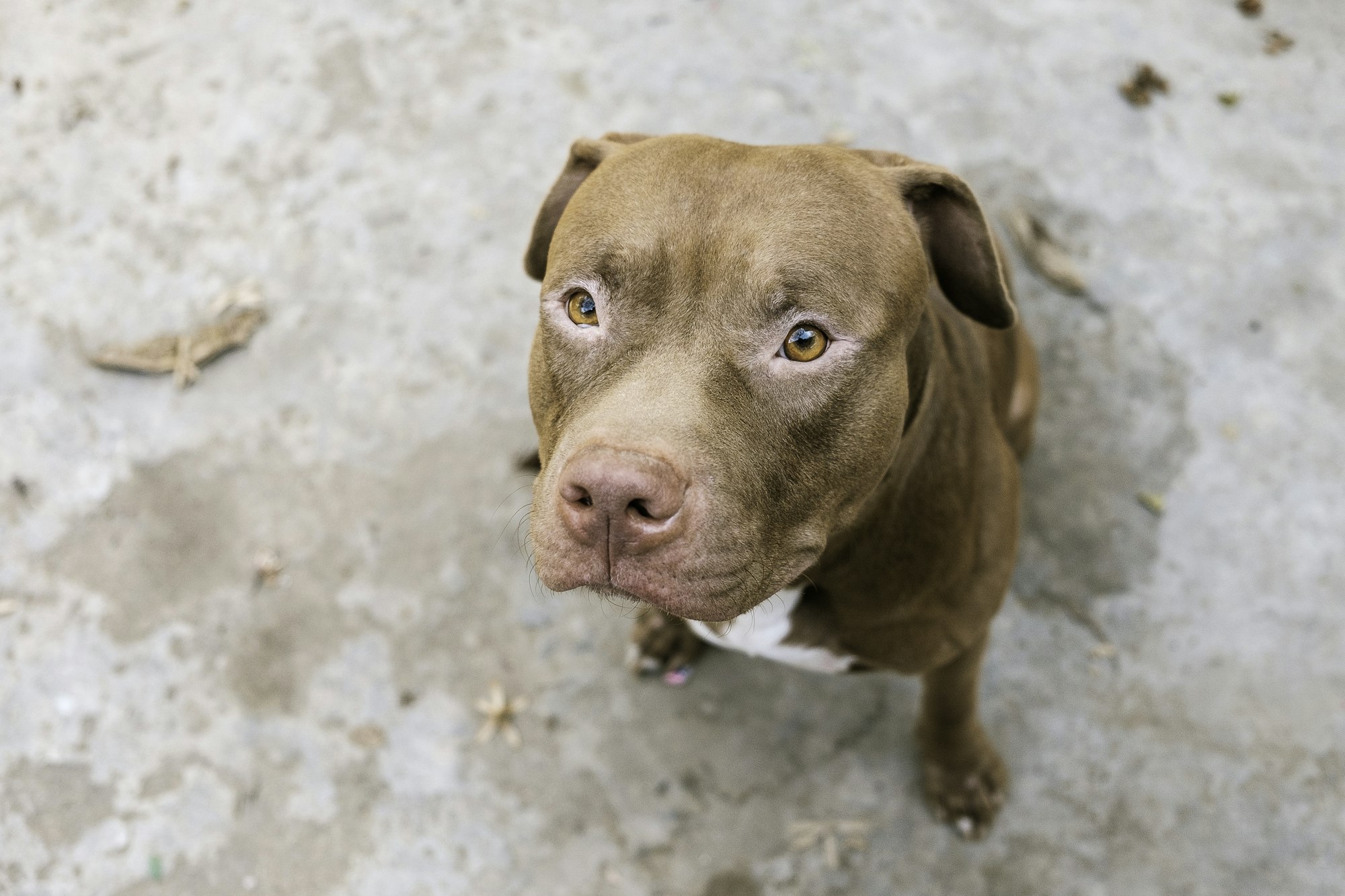 Why Pit Bulls Should Not be Banned - WPP