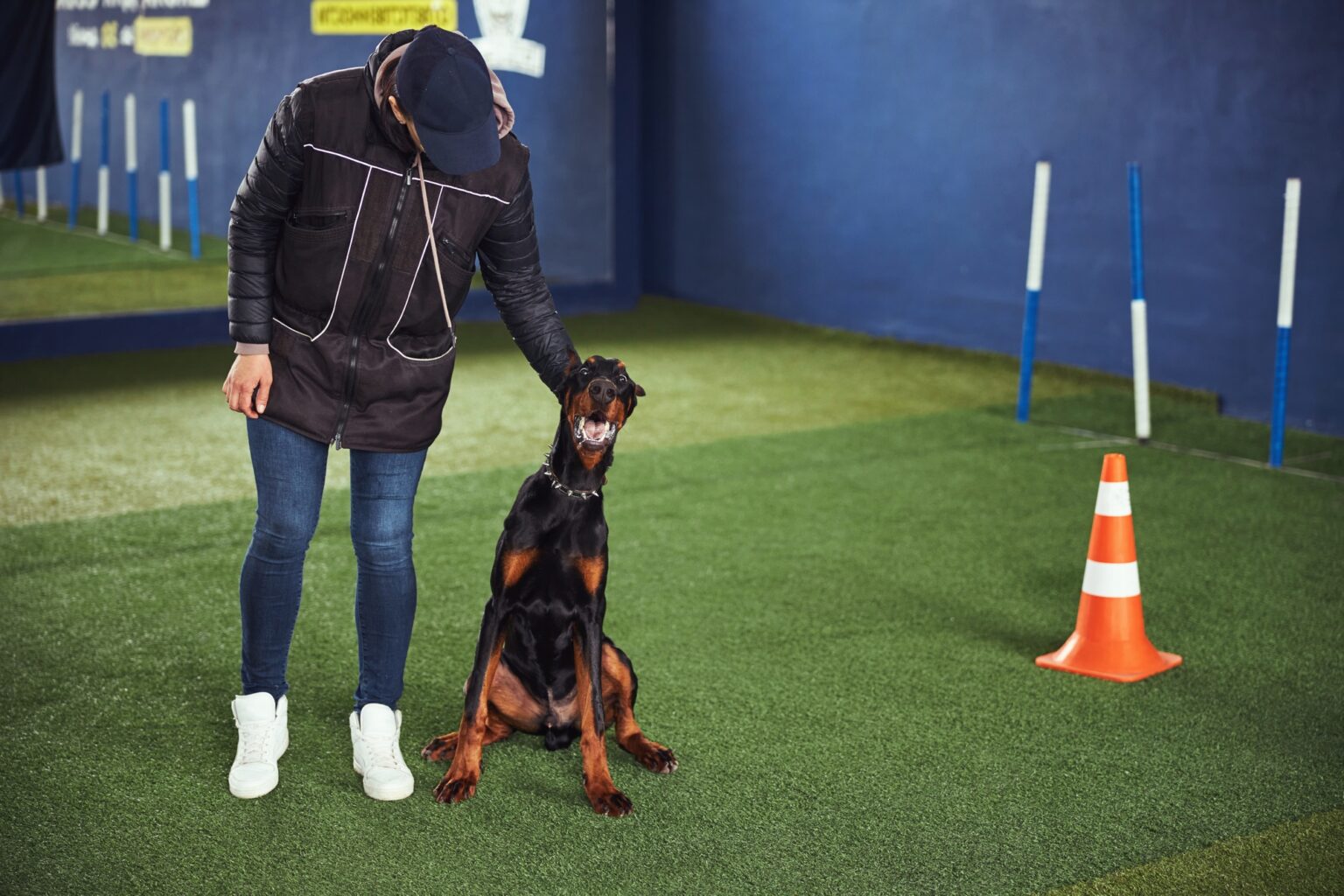 How to Train an Adult Dog - Wounded Paw Project