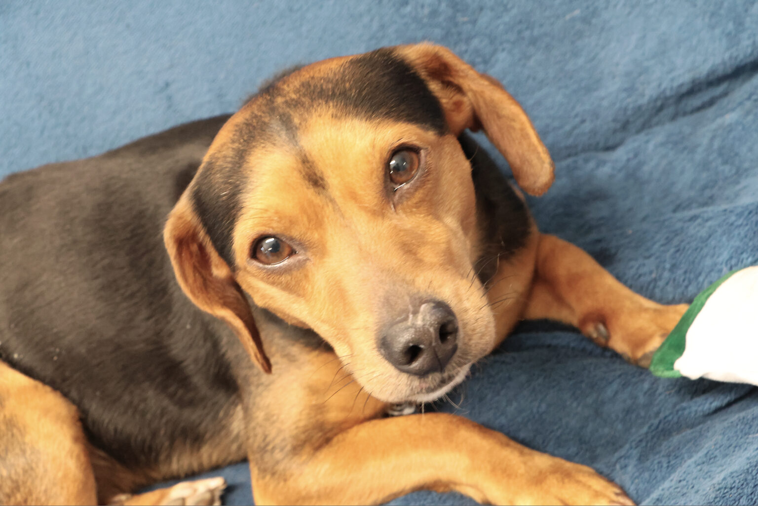 Understanding BSL: Why Breed-Specific Laws Don’t Work - WPP