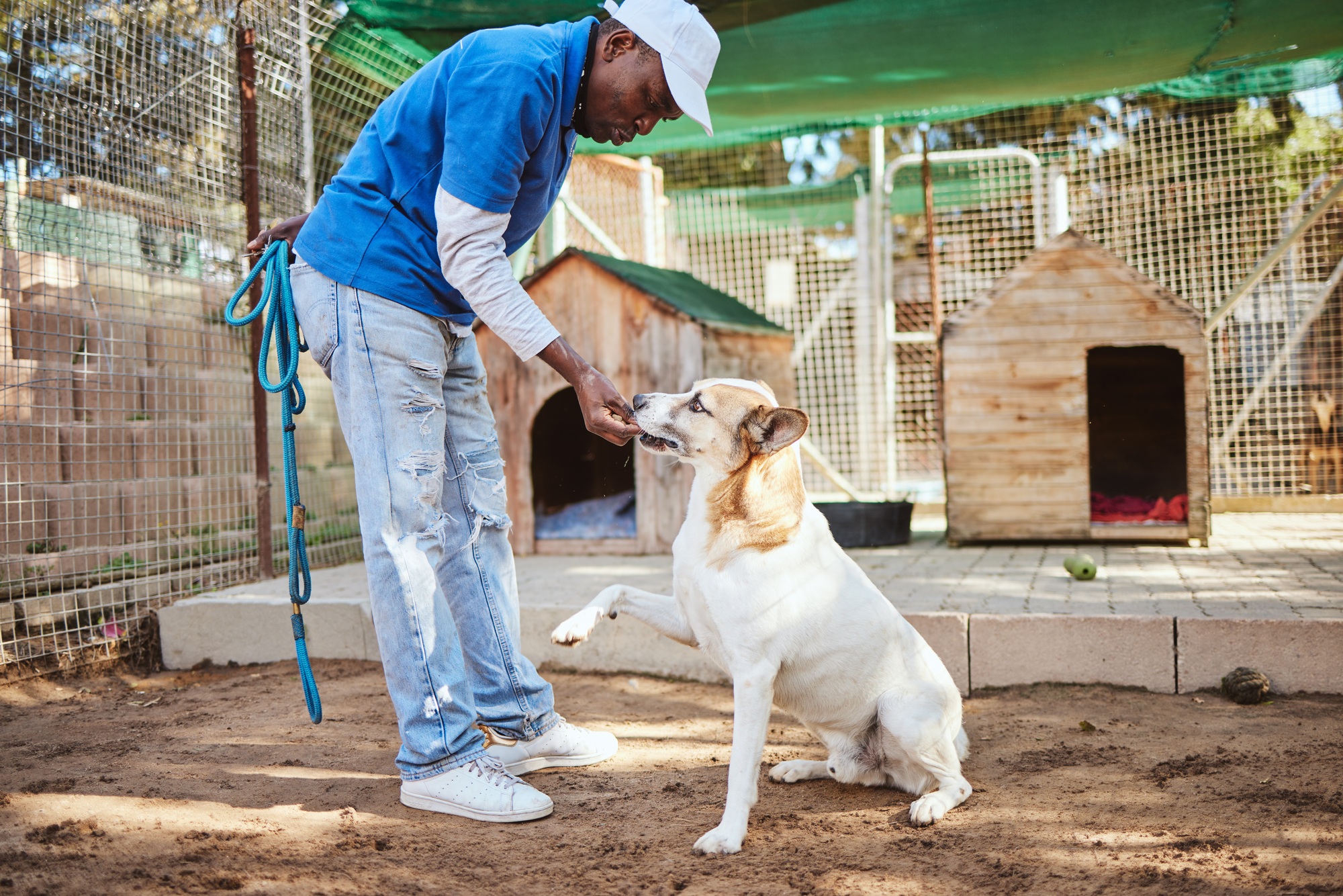 Rehoming Animals: Understanding the Impact- Wounded Paw