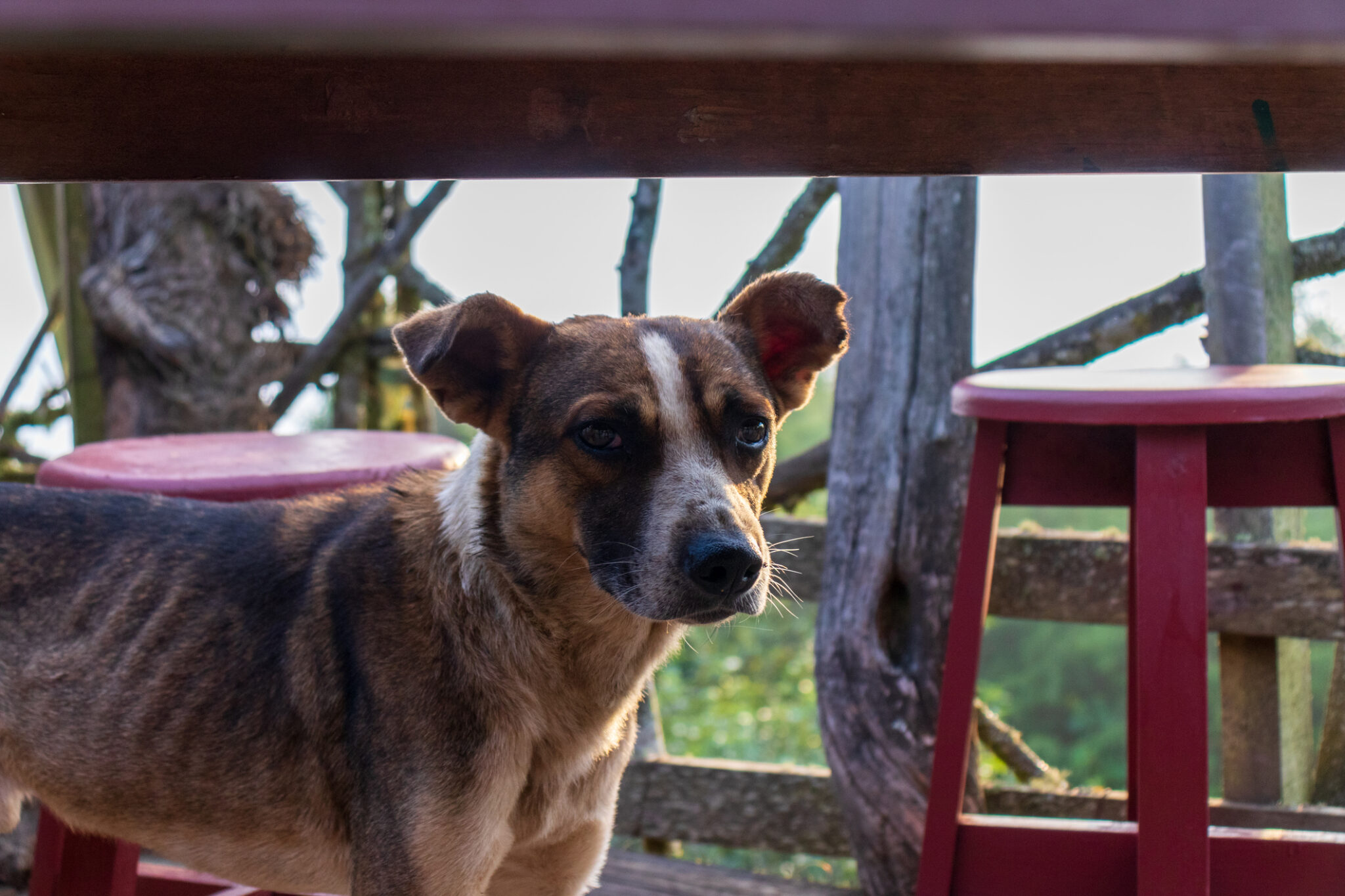 The Different Types of Animal Cruelty - Wounded Paw Project