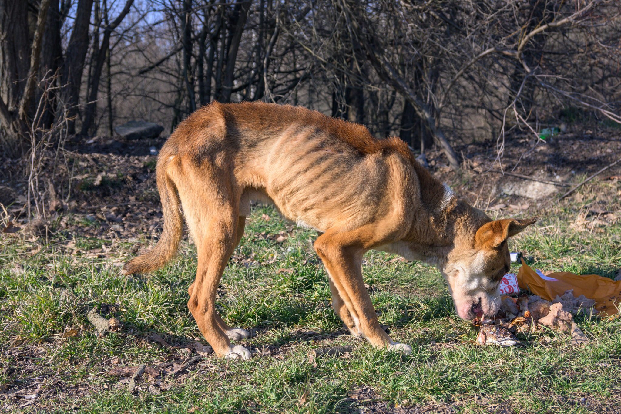 The Different Types of Animal Cruelty - Wounded Paw Project