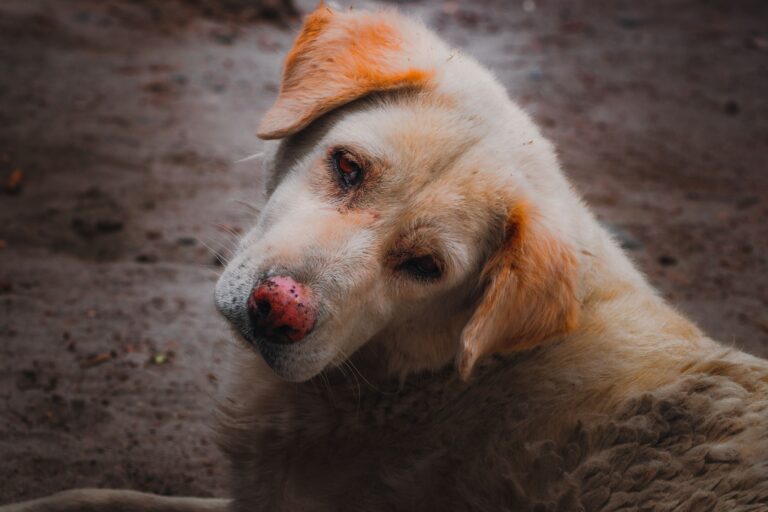 What Happens When you Call Animal Control – WPP