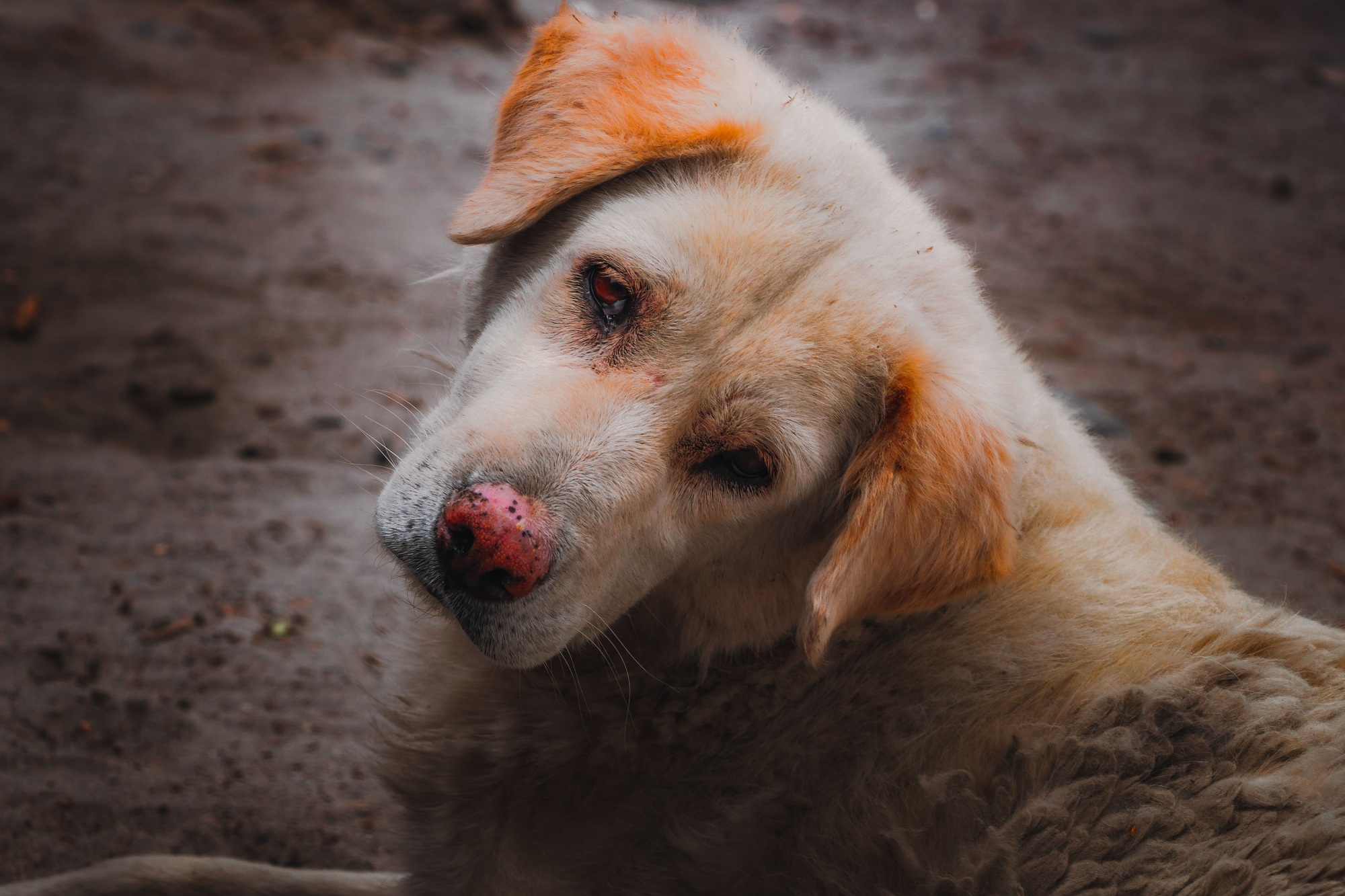 What Happens When you Call Animal Control - WPP