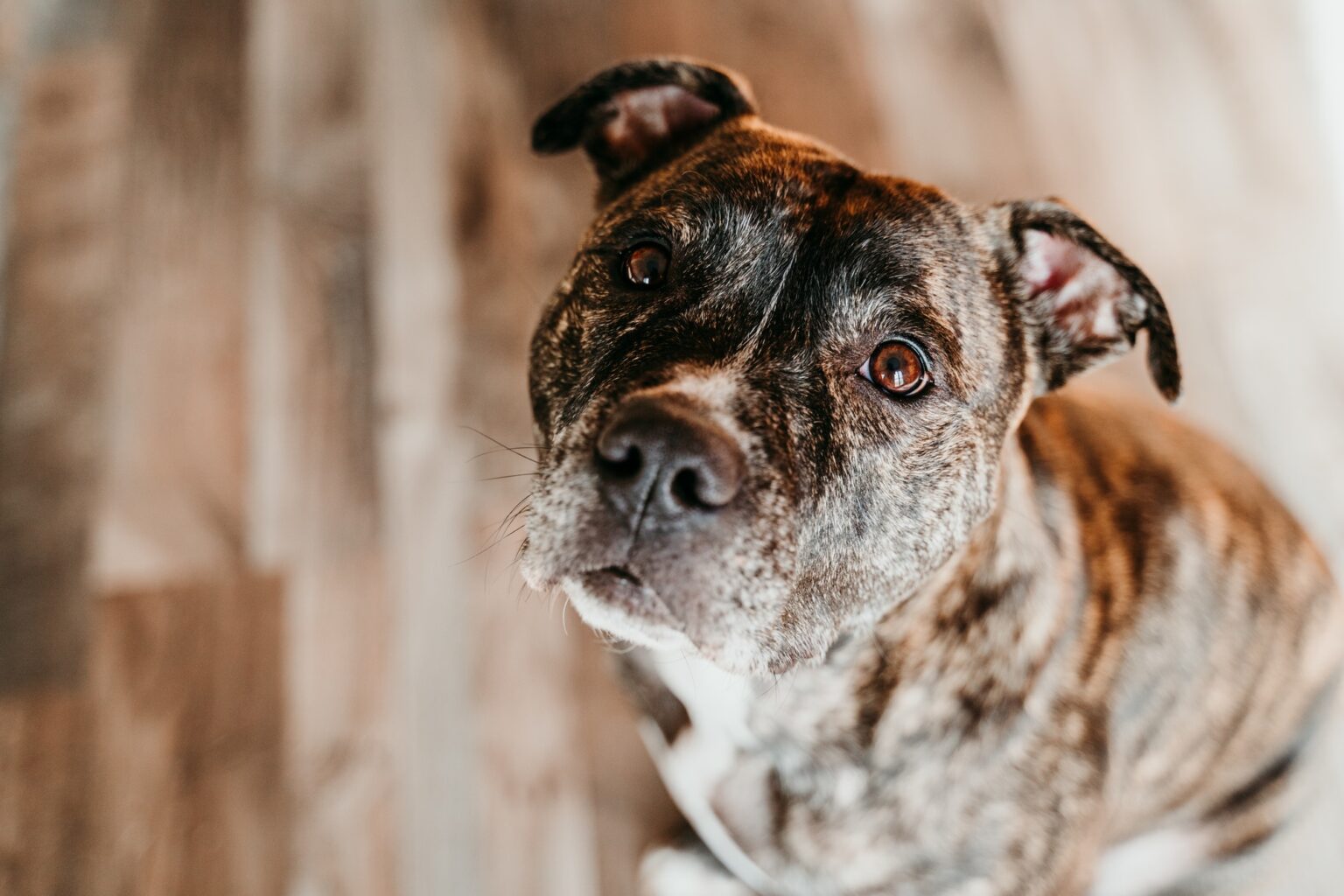 Understanding BSL and Its Impact on Dog Owners - WPP