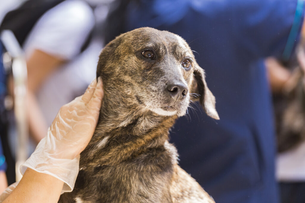 What Happens After a Dog Is Rescued From Abuse - WPP